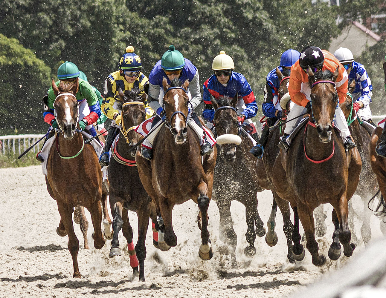 Leading Equine and Sports Attorneys | Schelstraete Equine Law